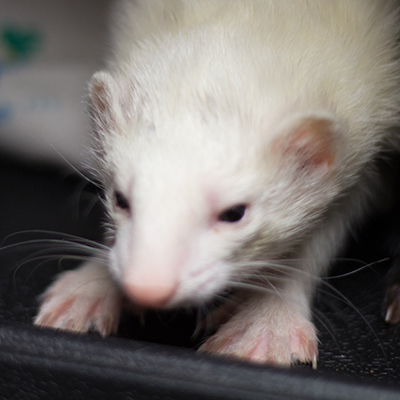 Texas Ferret Lover's Rescue